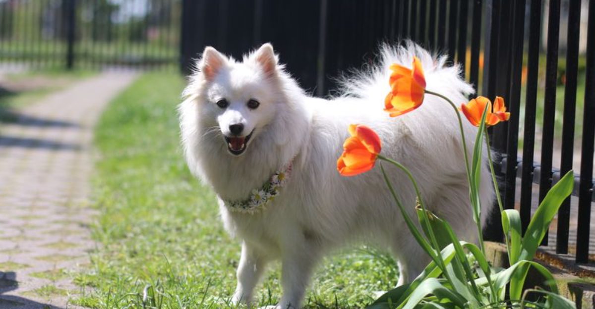 26 Dog Breeds Famous for Their Pure White Coats