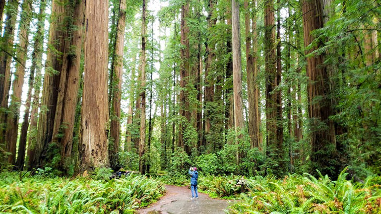California's Redwood State And National Parks Have Fallen Victim To A ...