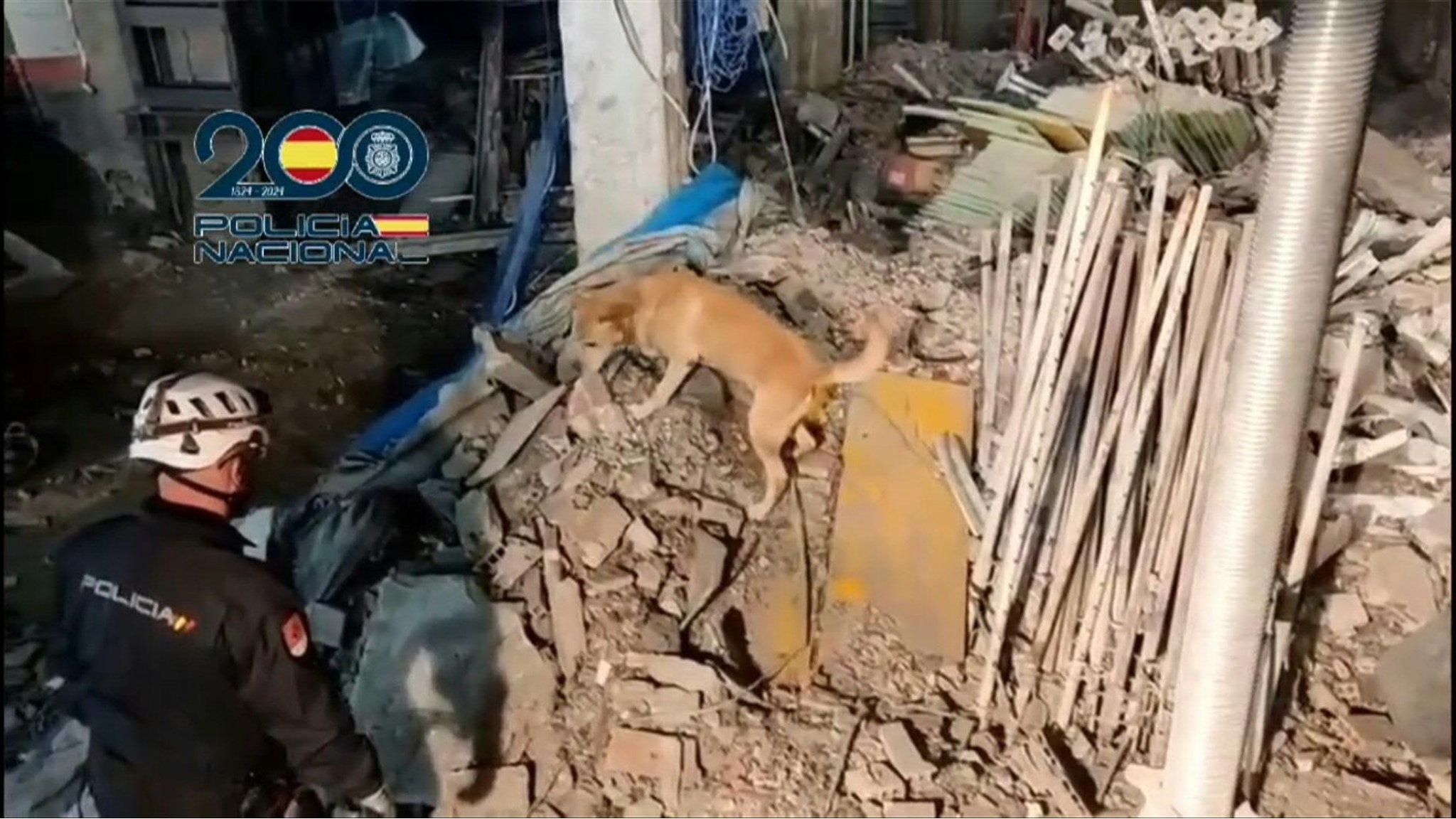Edificio crollato a Madrid: i cani da soccorso tra le macerie. Doveva ...