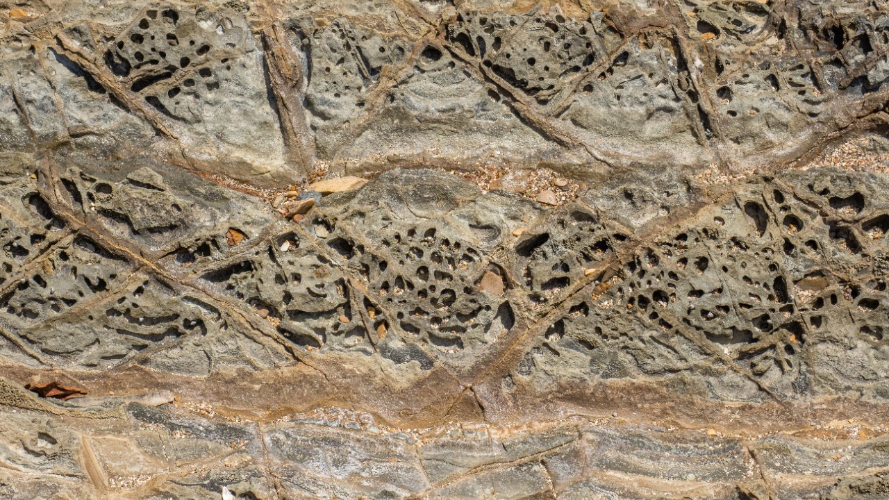 Ancient evidence reveals how Earth’s first animals appeared