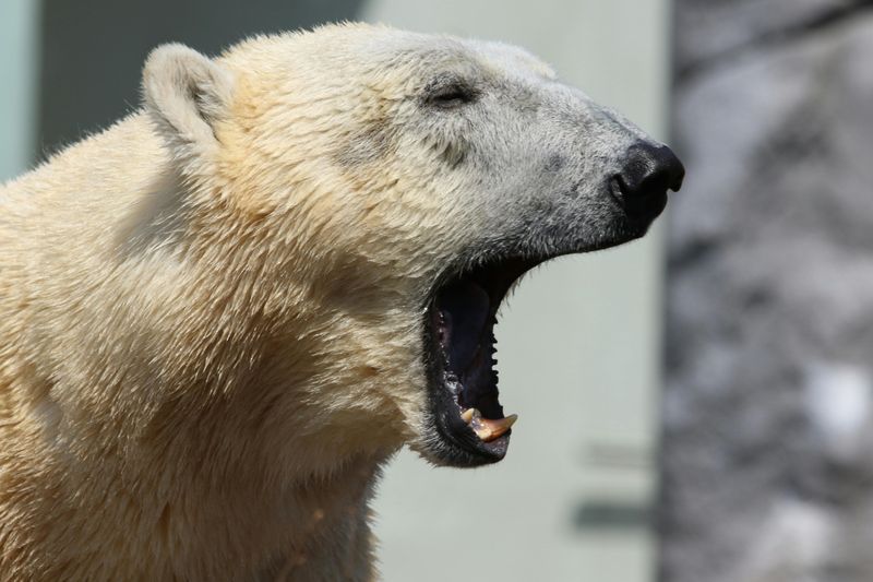 The Largest Land Predators In North America, From Alaska To Quebec