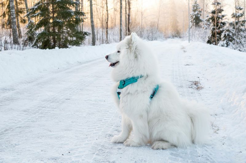 26 Dog Breeds Famous for Their Pure White Coats