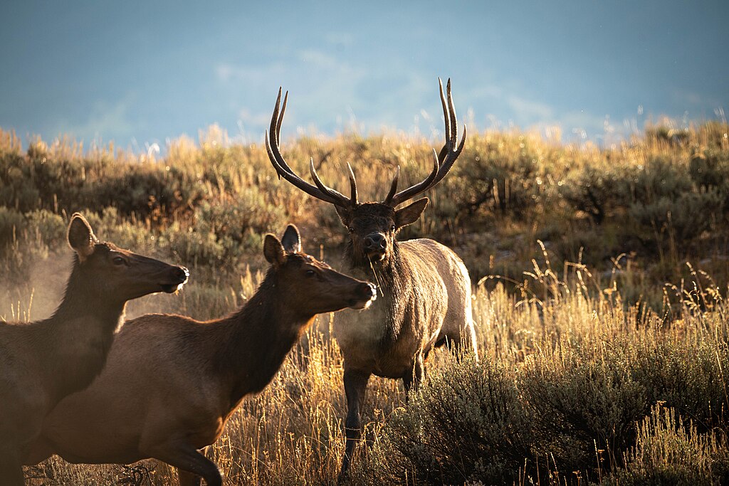 12 Places in the U.S. Where Wild Elk Roam Freely in Large Numbers