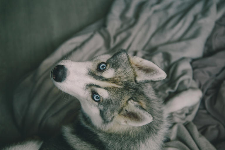 210+ Unique Names for Blue, Gray and Silver Dogs You'll Love