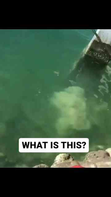 What Did I Catch?