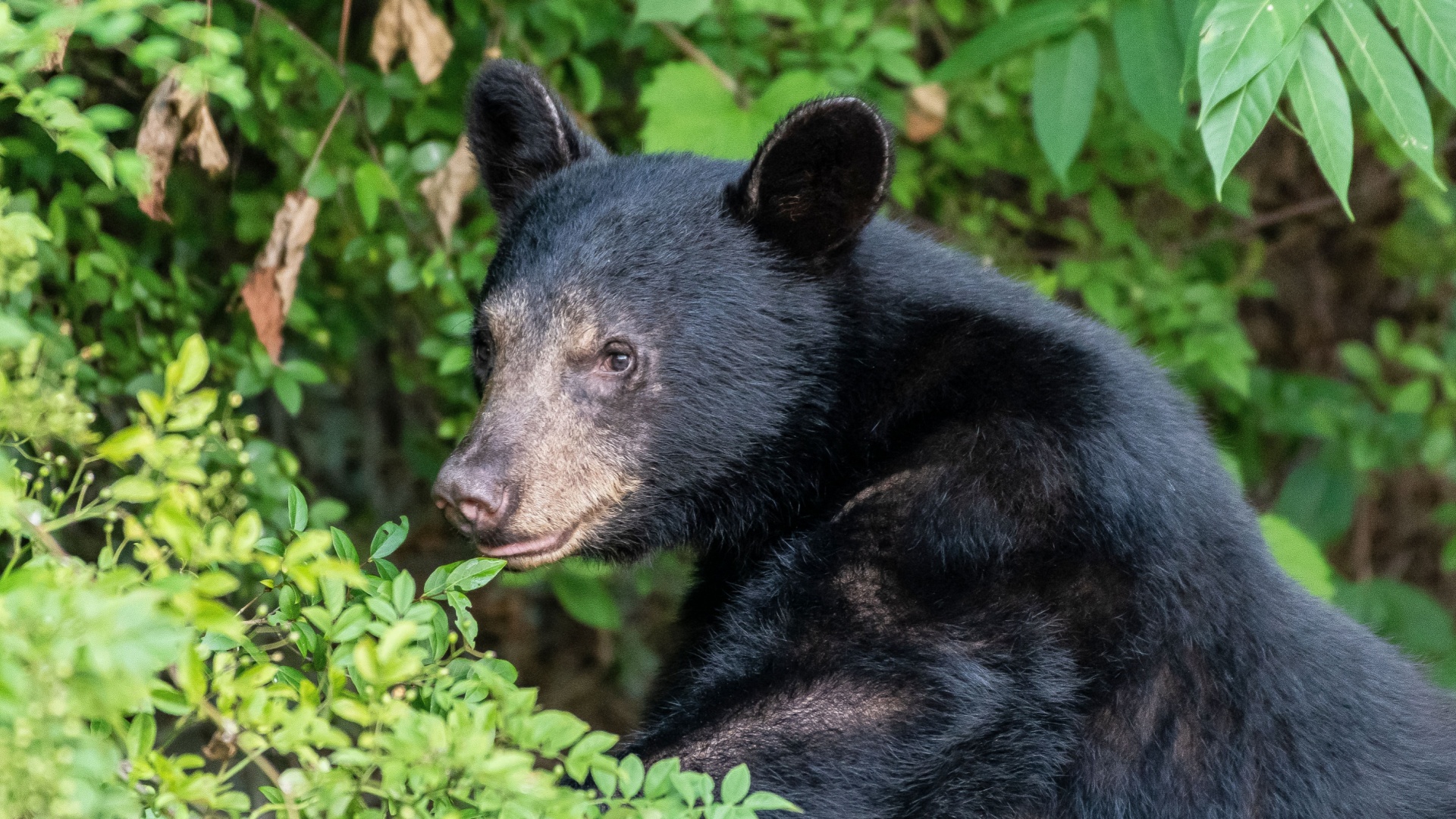 The Largest Land Predators In North America, From Alaska To Quebec