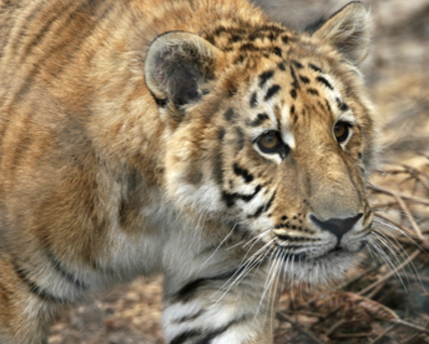 Real-Life Hybrid Animals Linking Nature and Science