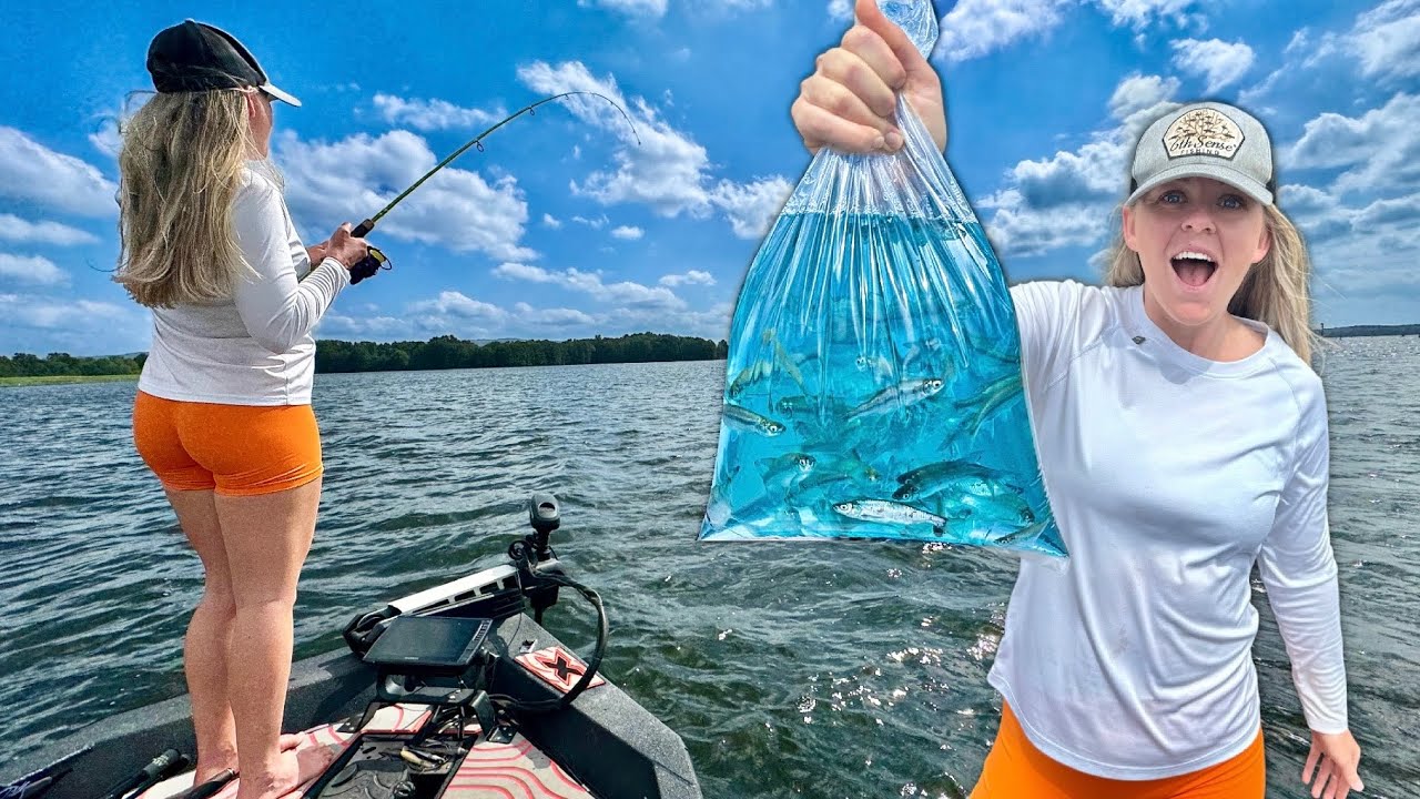 Crappie fishing shows minnows vs jigs stacked outcome