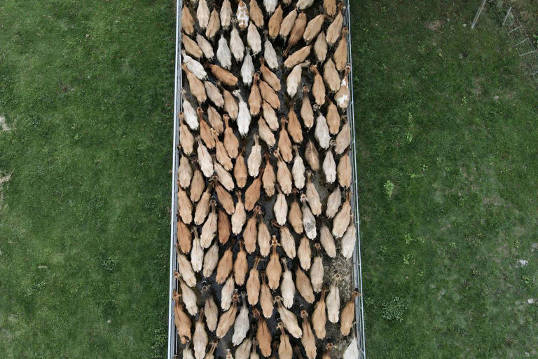 Nestle Leaves Climate Alliance for Dairy Emission Reductions