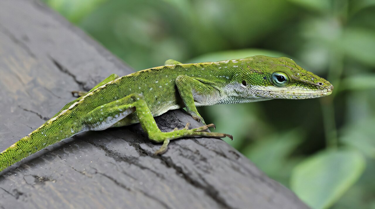 Lizard genetics provide new perspective on evolution