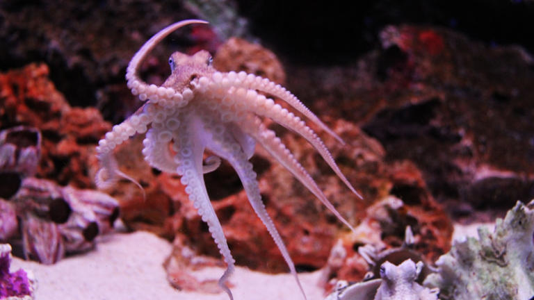 World Octopus Day 2025: Meet The Most Extraordinary Octopus Species ...