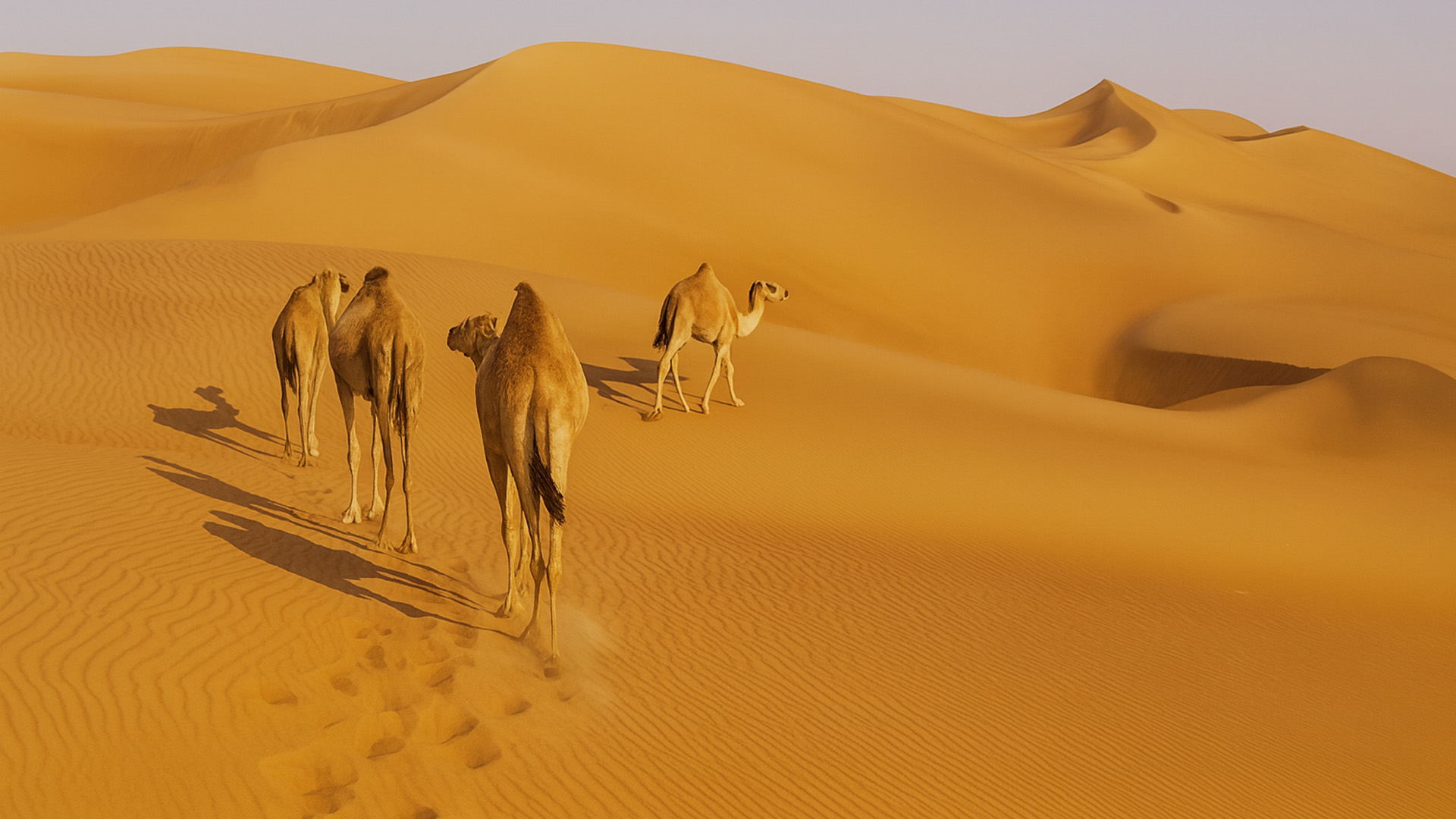 Perjalanan Kafilah Menyusuri Gurun Arab dalam 4K