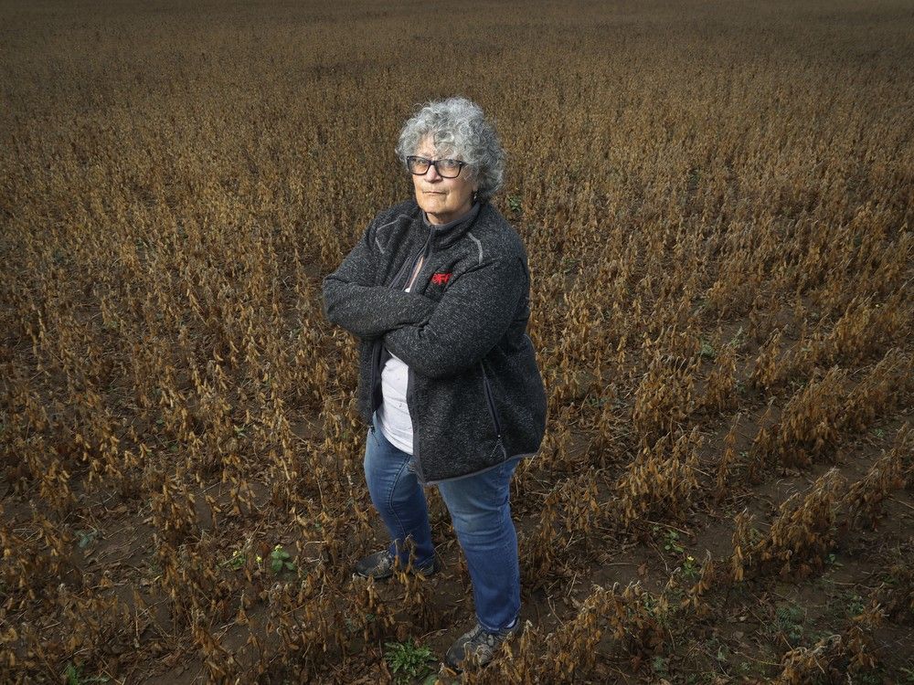 Fall harvest revealing dry summer's toll on Ottawa-area farmers