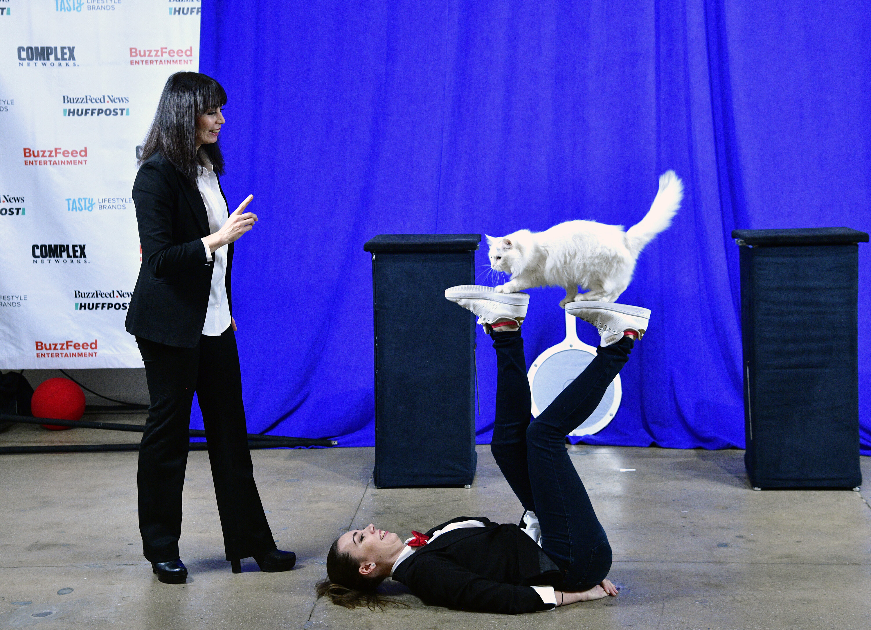 My Pet World: Yes, you can train a cat – and it’s easier than you think!