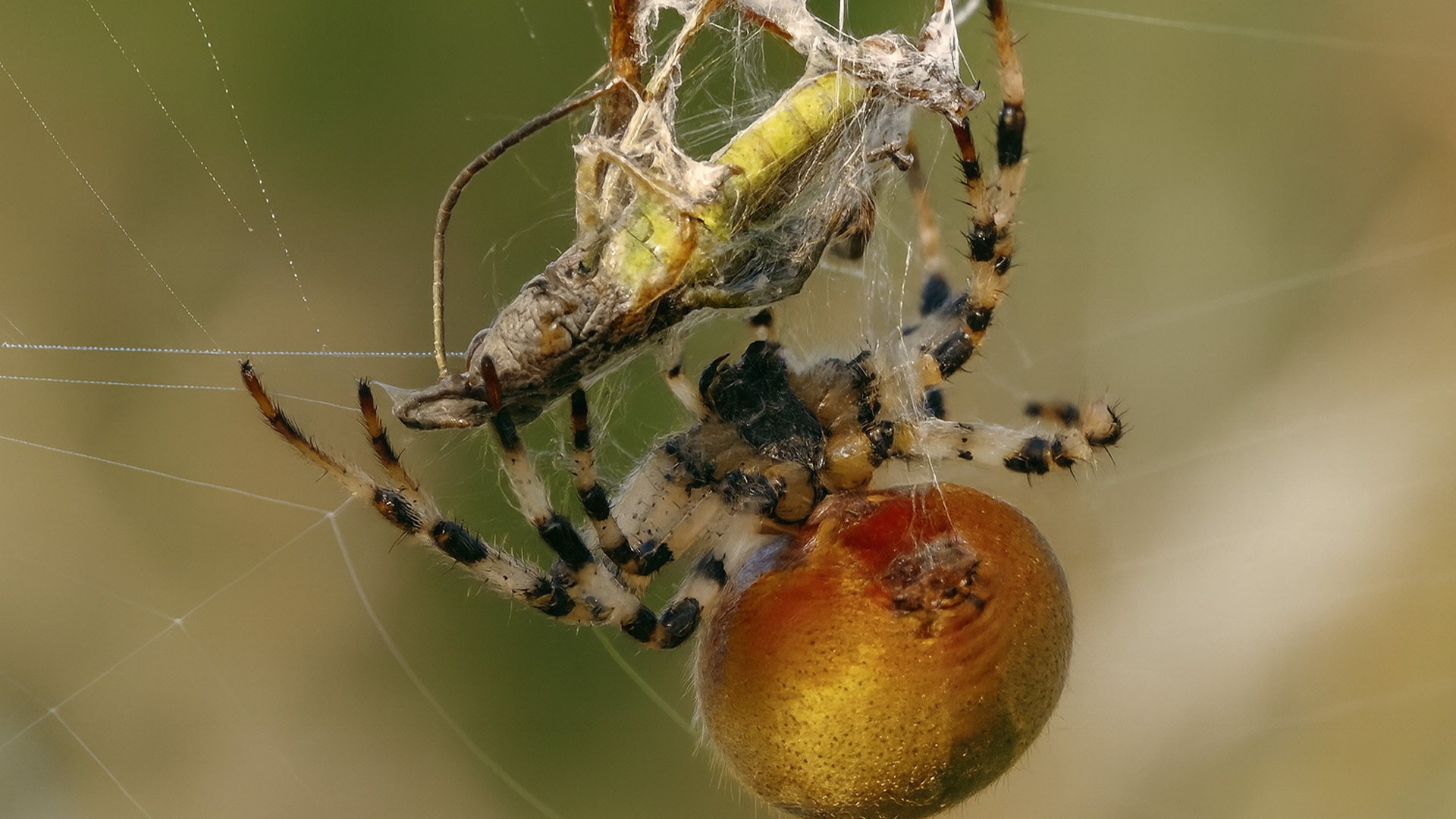 Discovering Small Animals in the Wild
