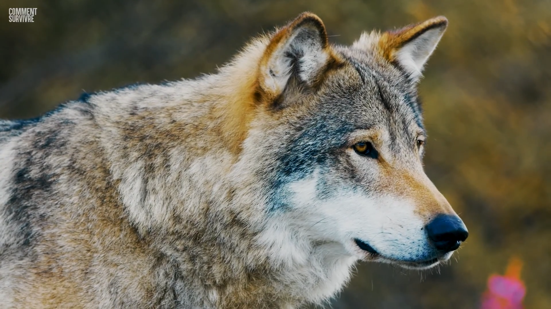 Comment survivre à une attaque de loup