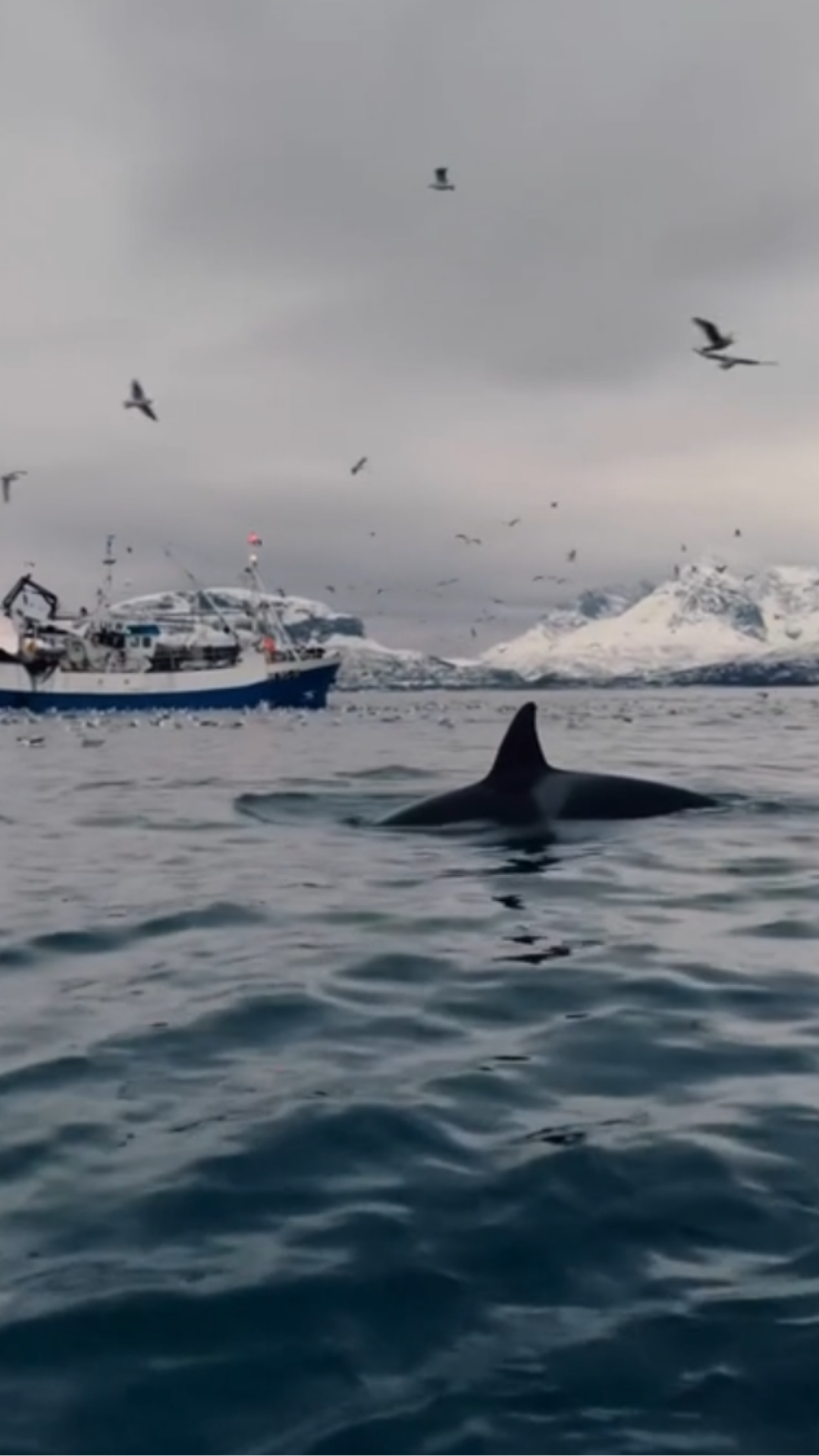Chasing Cascades: Up Close with Majestic Orcas