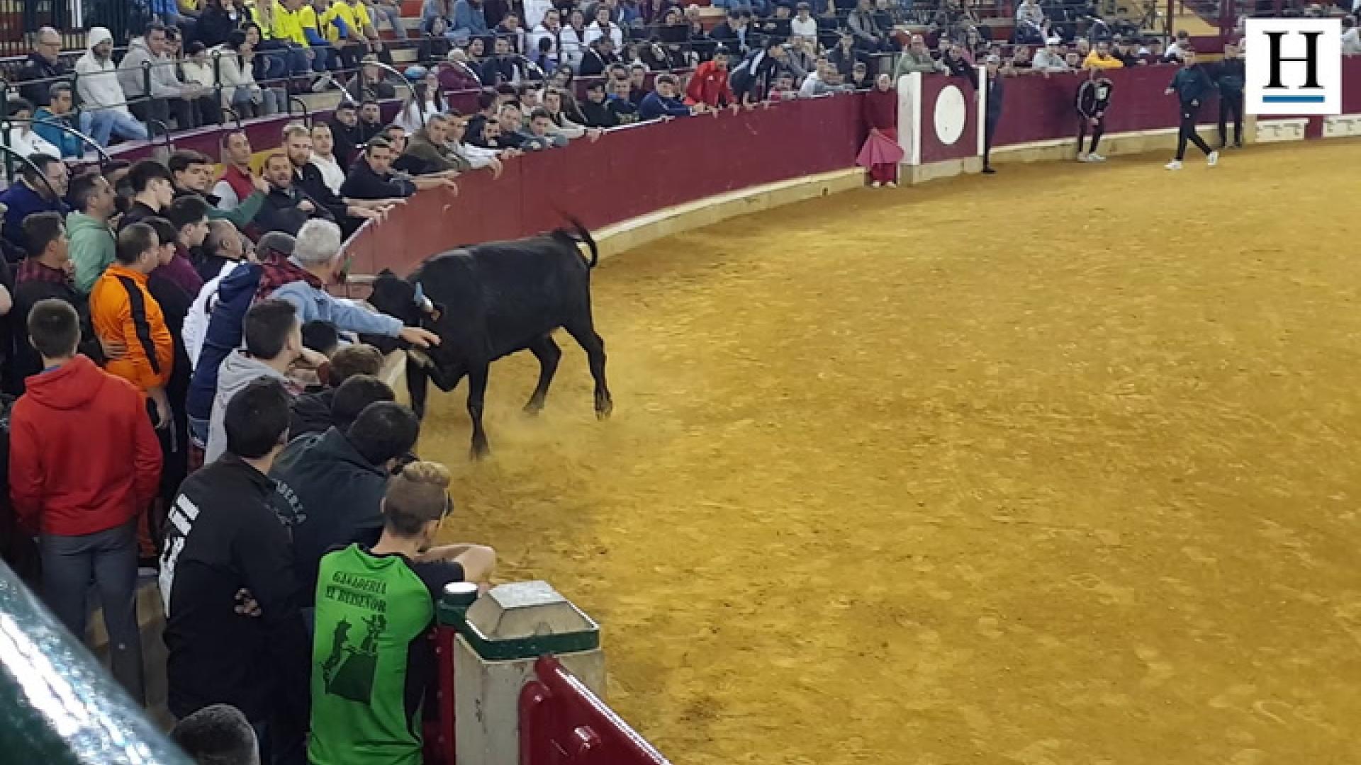 Pitos a los recortadores en una mañana con cuatro cogidas en las ...