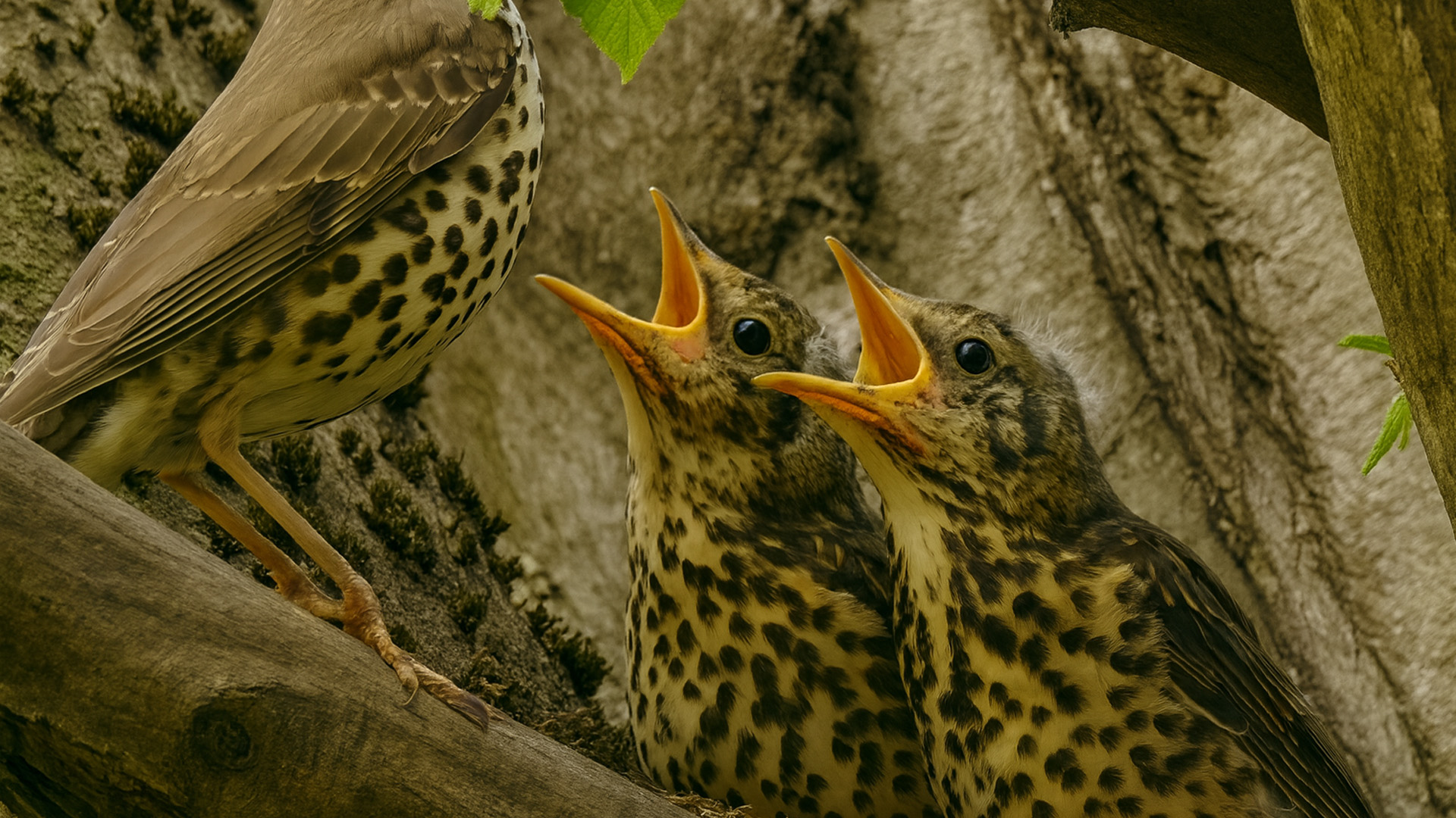 Young Song Thrushes in the Tree Canopy
