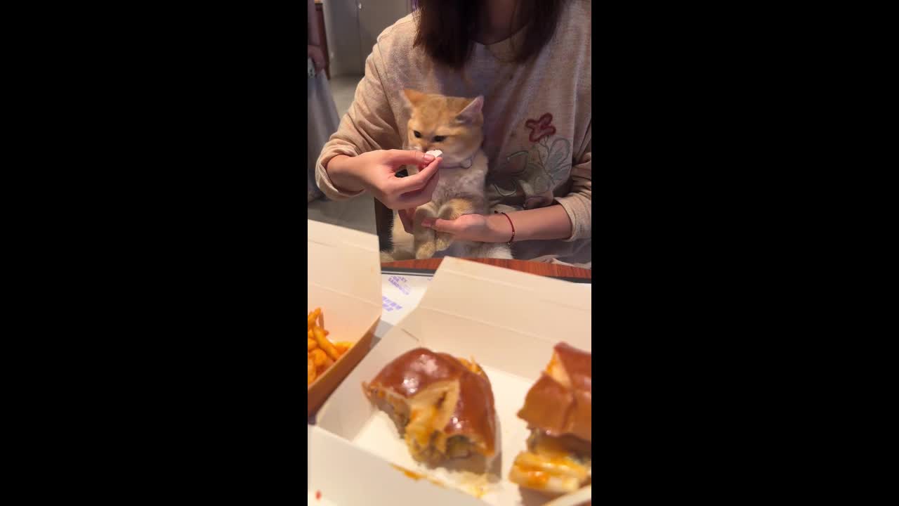Cat refuses food before finally taking a bite in Shanghai, China