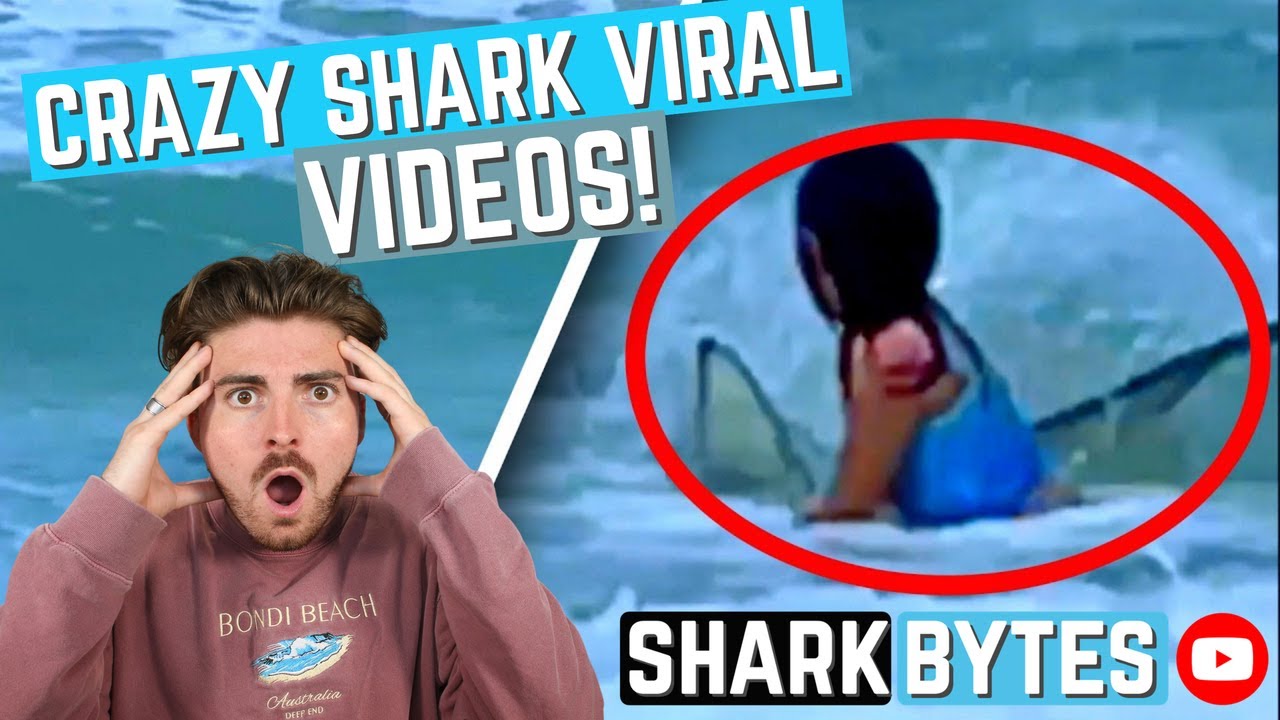 The craziest shark moments ever caught on camera