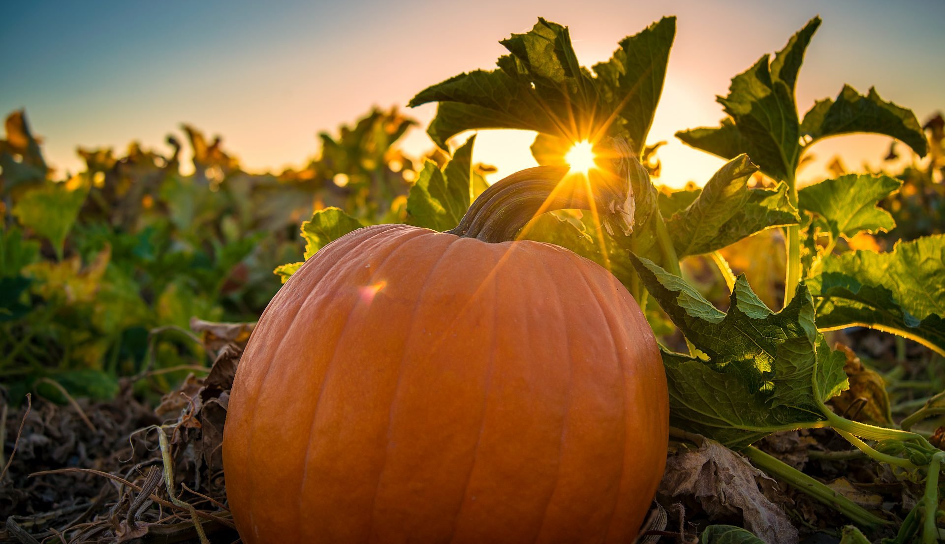 Halloween 2025: the best pumpkin patches near London to visit this October