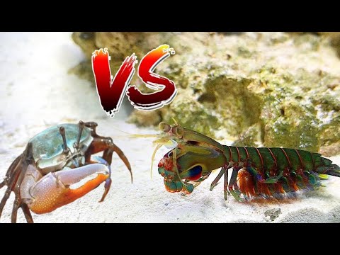 Clash of claws - who wins this underwater brawl