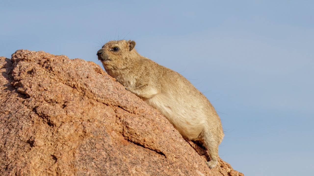 A 126,000-year-old fossil shows a mammal’s unusual skid marks