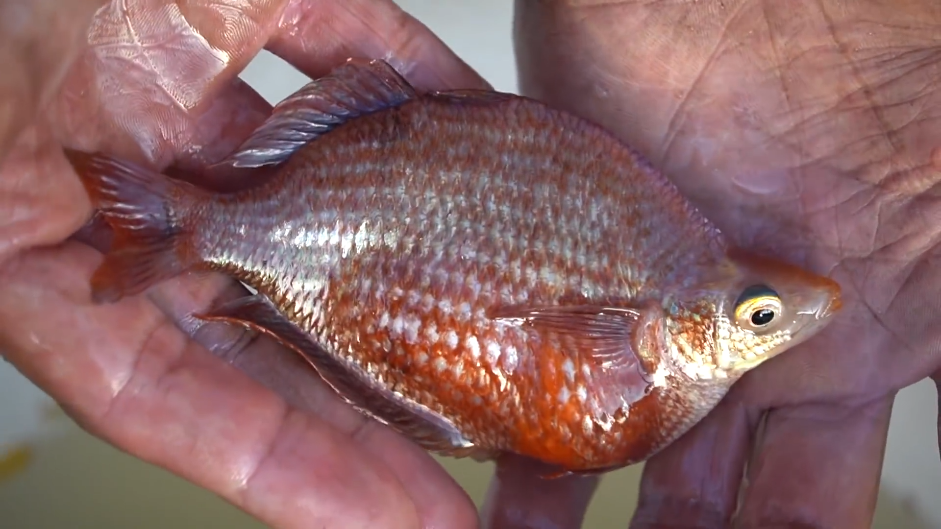 Saving bright tropical fish from a forgotten pond