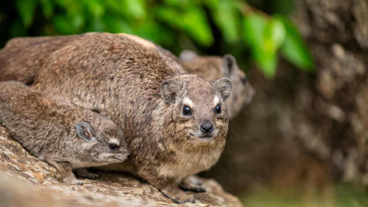 A 126,000-year-old fossil shows a mammal’s unusual skid marks