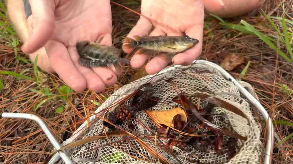 Netting aquarium fish trapped in a hidden tunnel