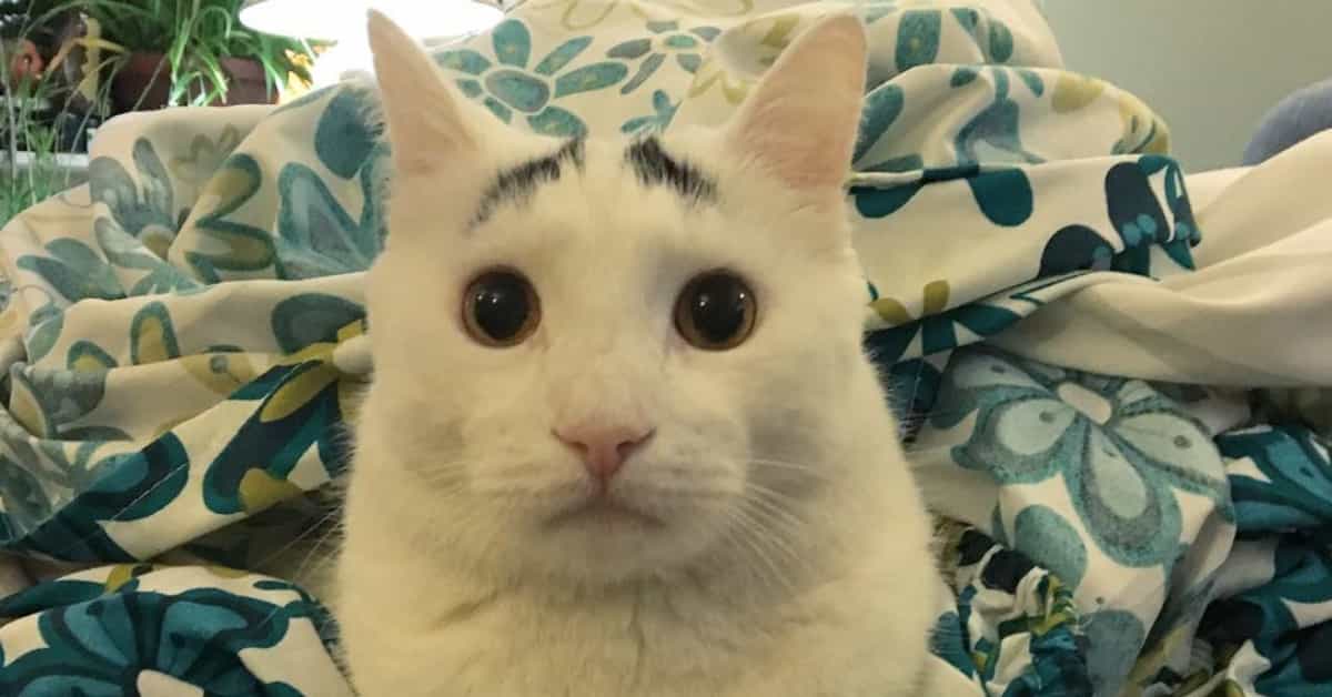 Cats with totally cool markings