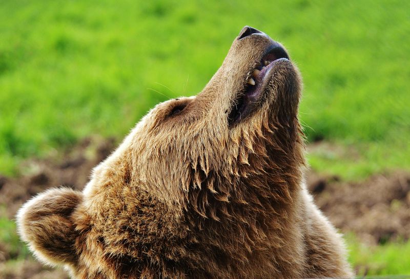 The Largest Land Predators In North America, From Alaska To Quebec