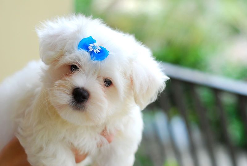 26 Dog Breeds Famous for Their Pure White Coats