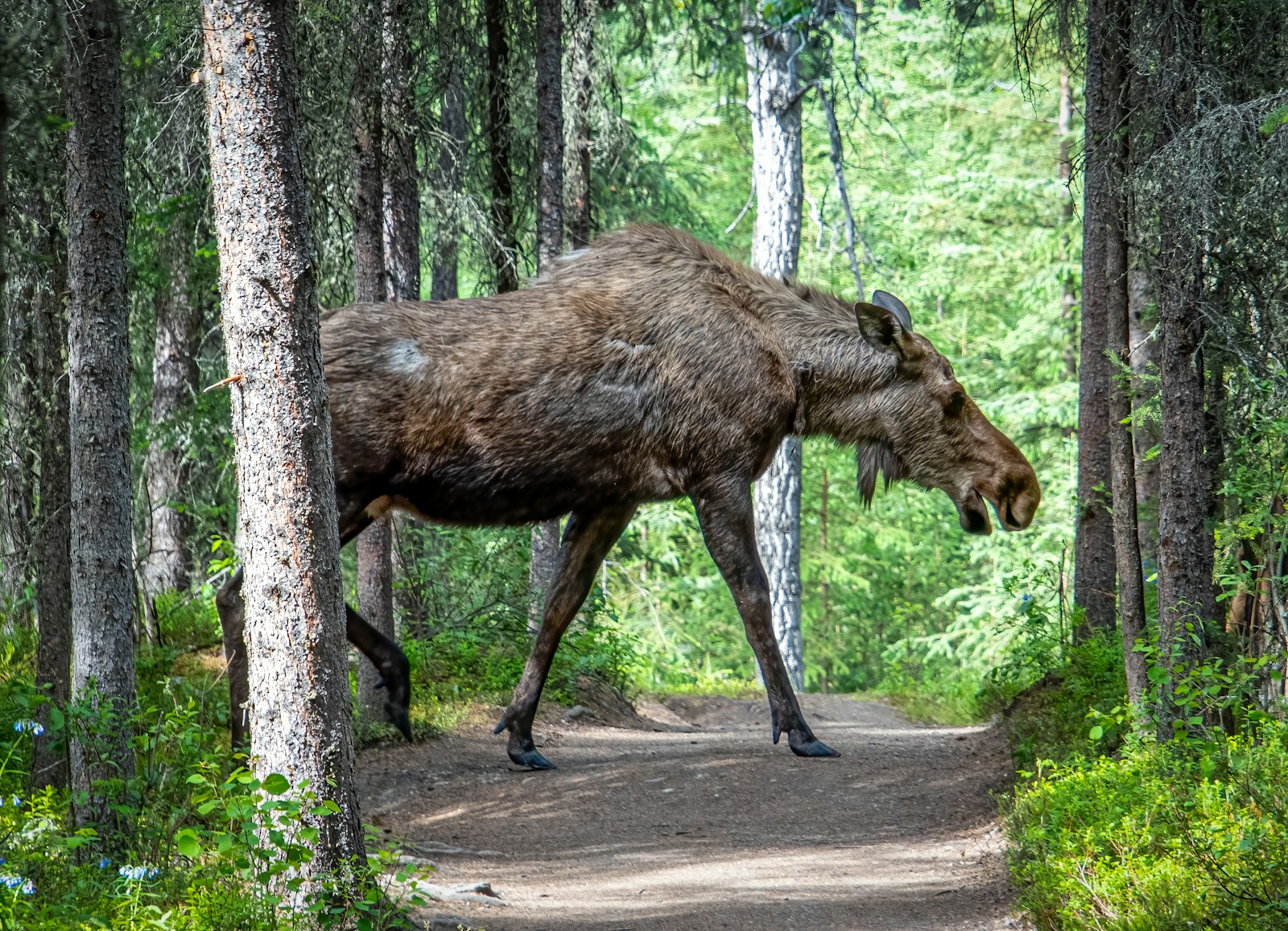 6 Areas in Maine Where Moose Hunting Is Still a Tradition