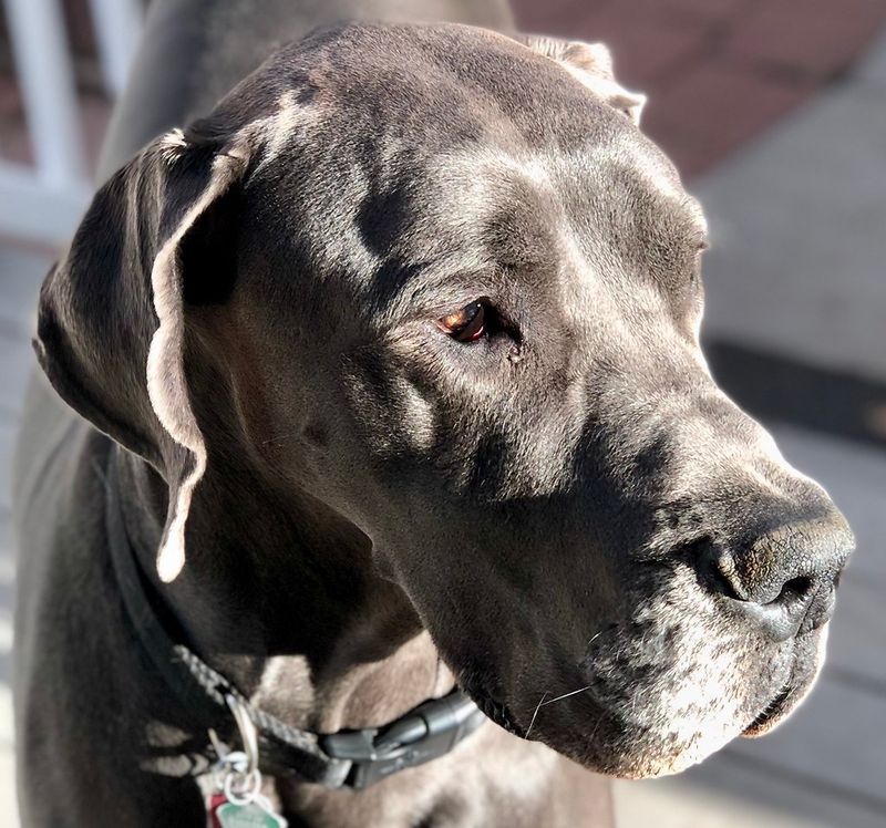25 Gentle Giants: Large Dog Breeds Known for Their Loving Temperament