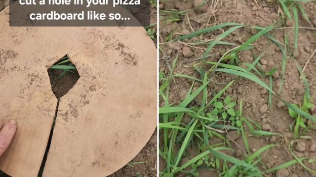 Gardener shares creative hack to keep weeds away from your plants ...