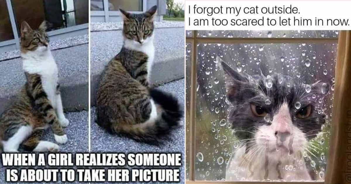 Random cat memes for cat lovers