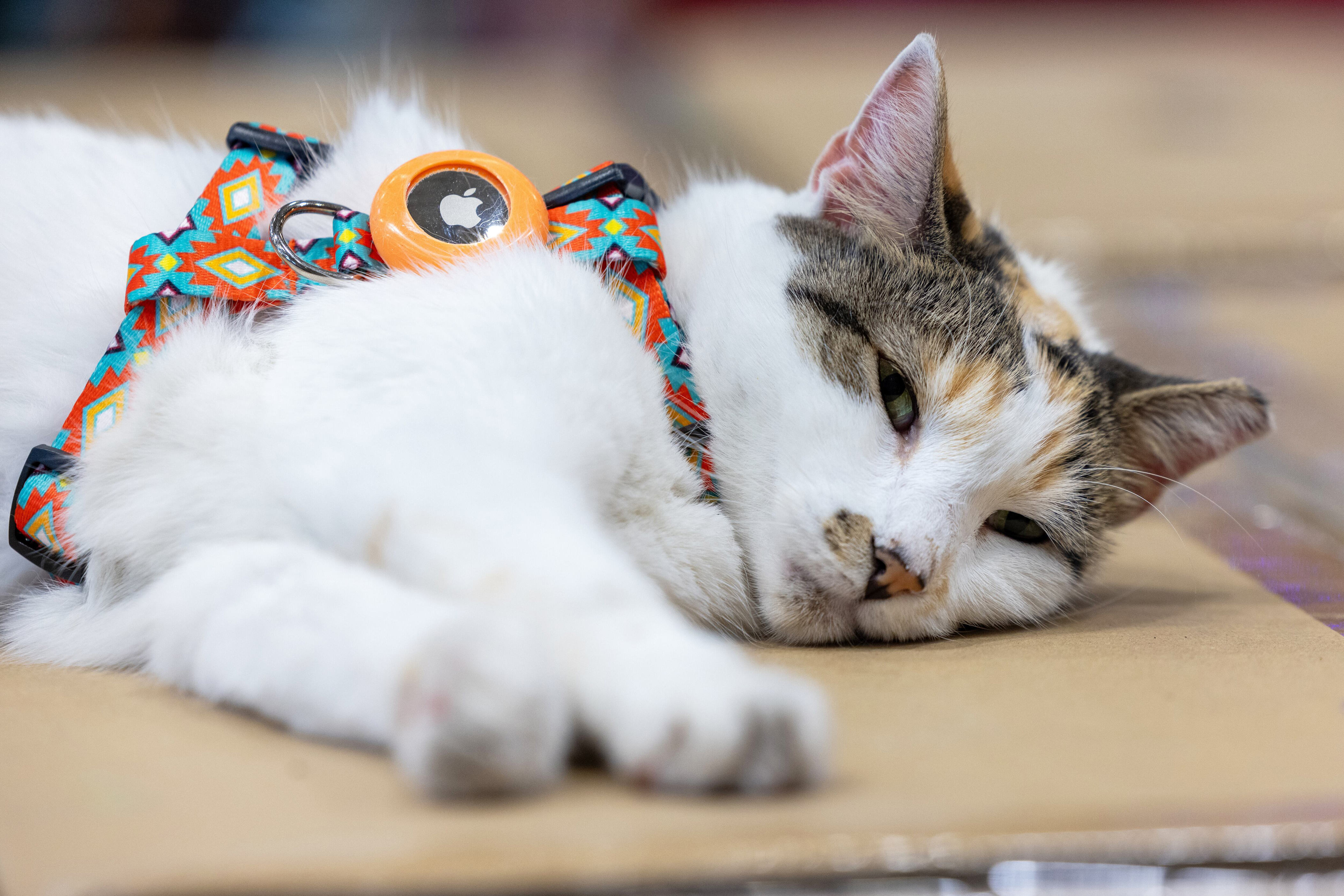 Francine, Lowe’s beloved cat, inspires t-shirt fundraiser