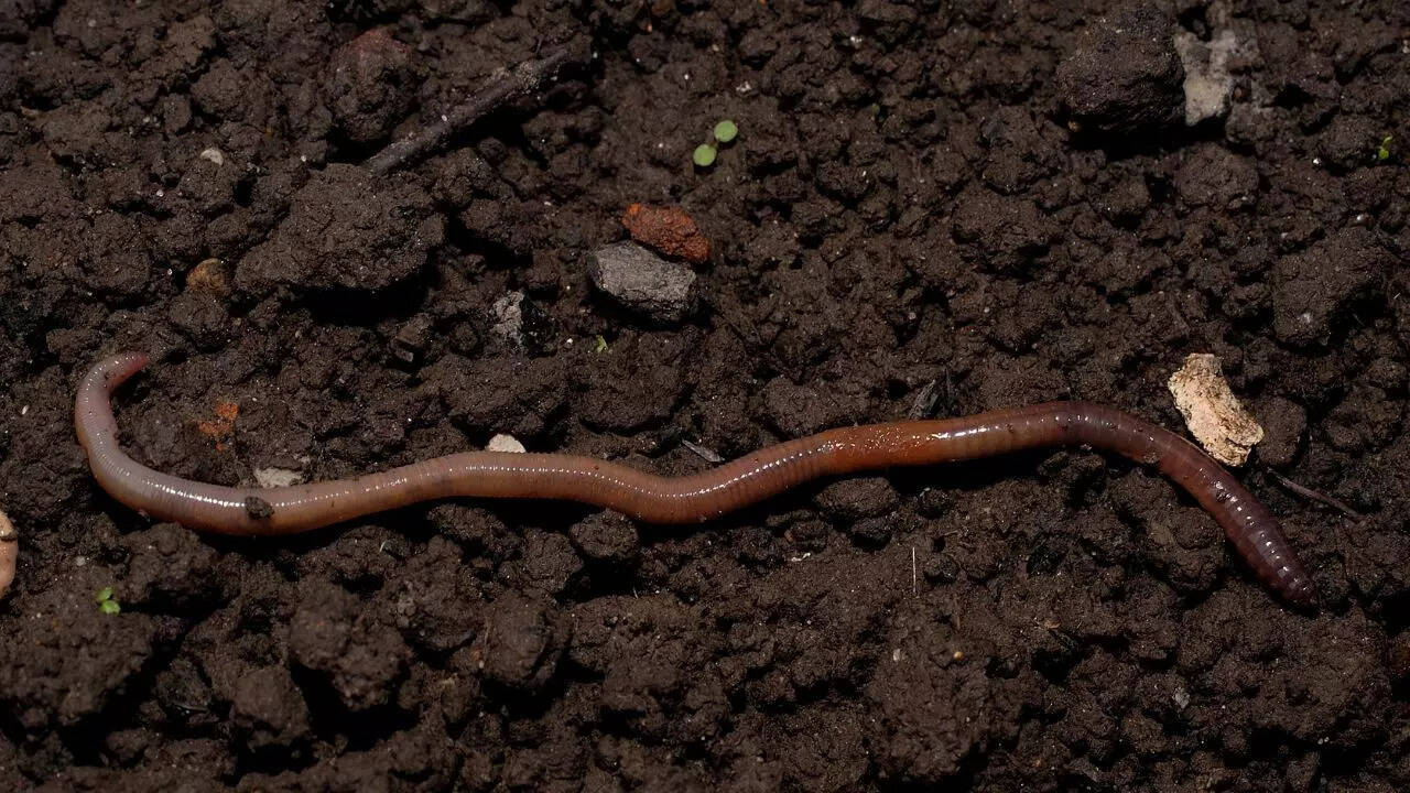 Earthworm or a tiny snake? How to identify a Brahminy blind snake in ...