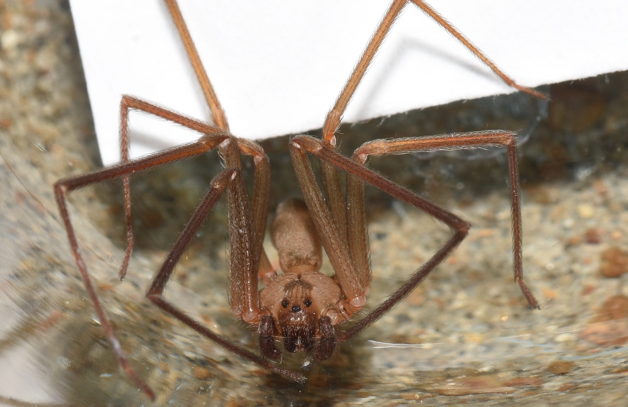 Spot a brown recluse in your Georgia home? How to protect your space ...