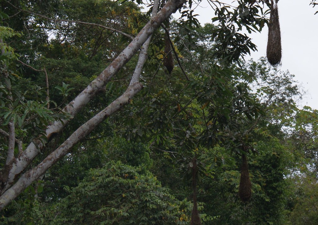 10 Surprising Facts About The Amazon Rainforest, Research Data Highlights