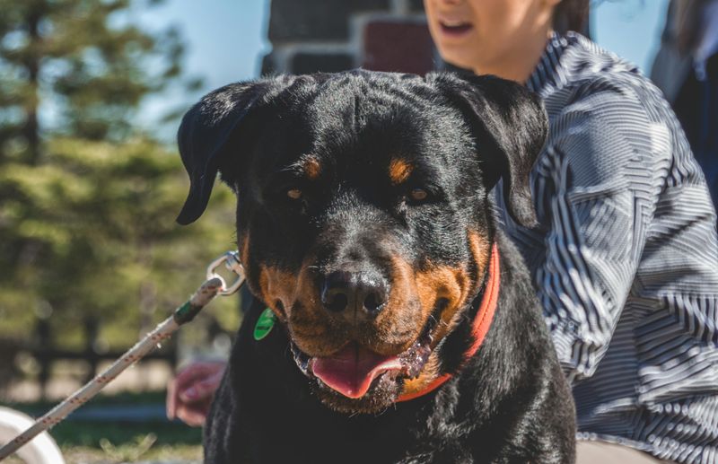 24 Courageous Dog Breeds That Stand Out in Rescue and Protection Work