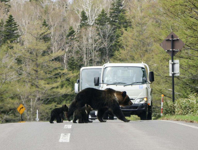 Bear attacks 2 in Japan grocery store, ransacks sushi section