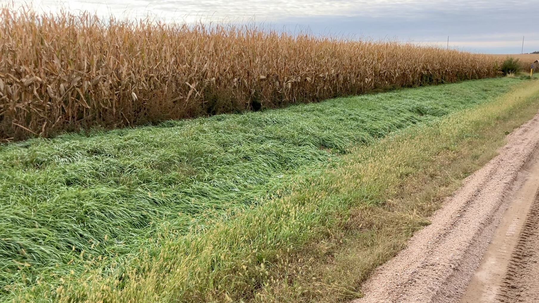 Investigation underway after baby found in ditch south of Hastings