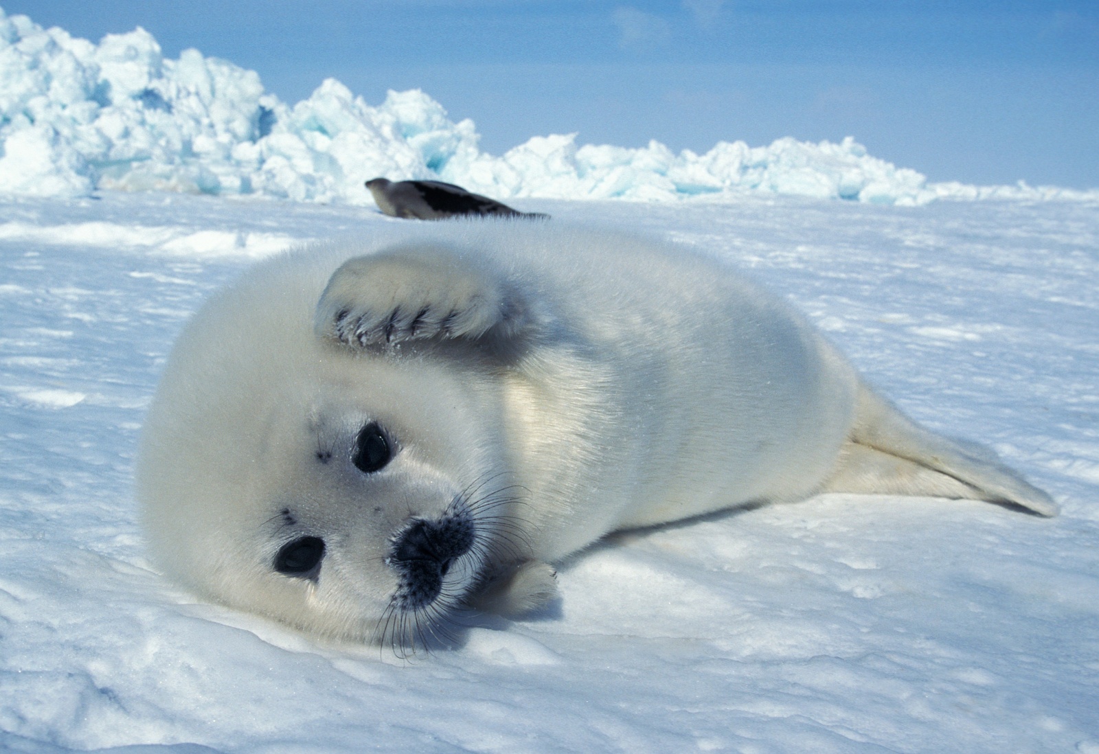 8 Amazing Facts About Seals Found Along Canada’s Coastlines