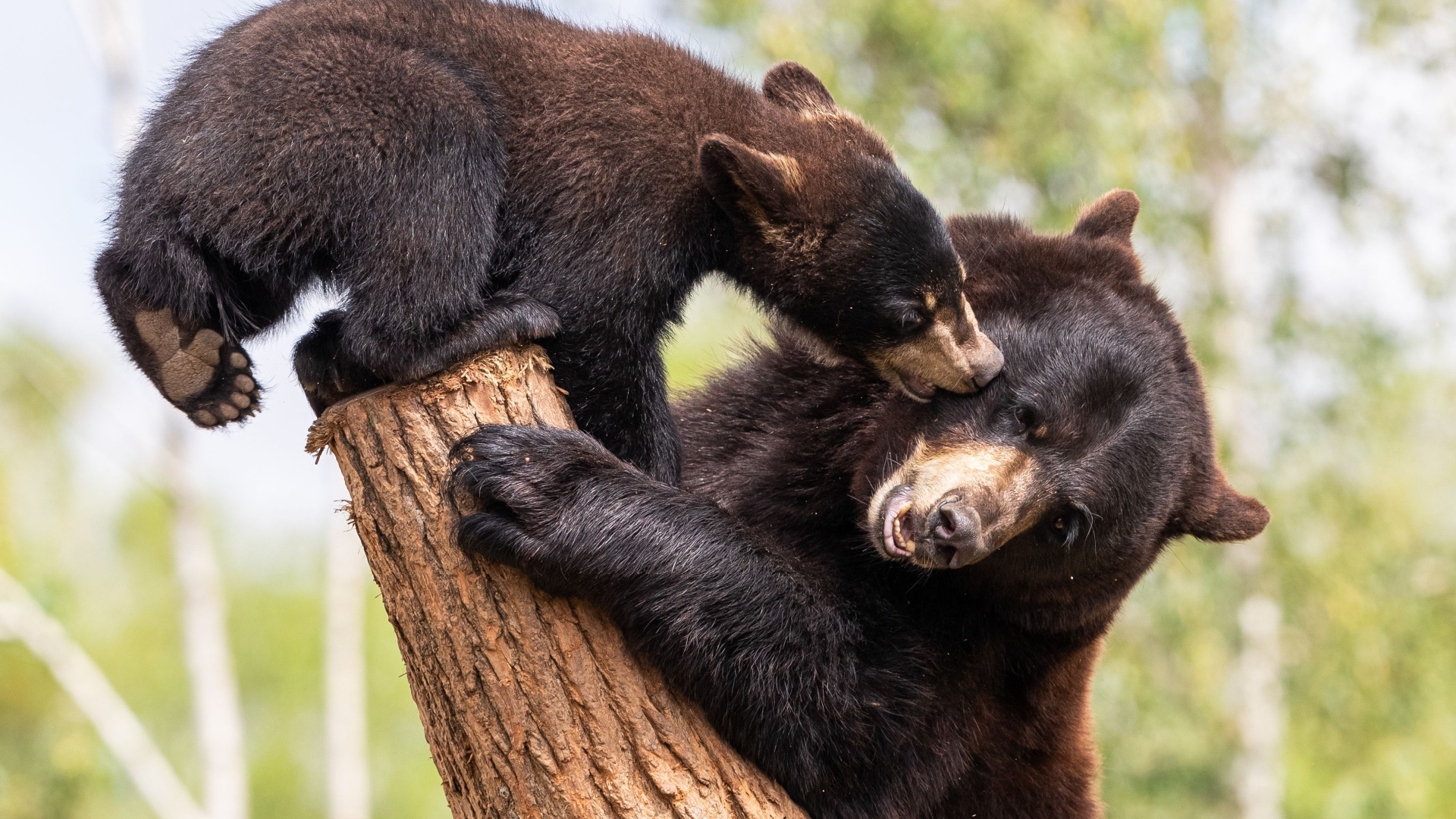 10 Things You Likely Didn’t Know About Black Bears In Canada