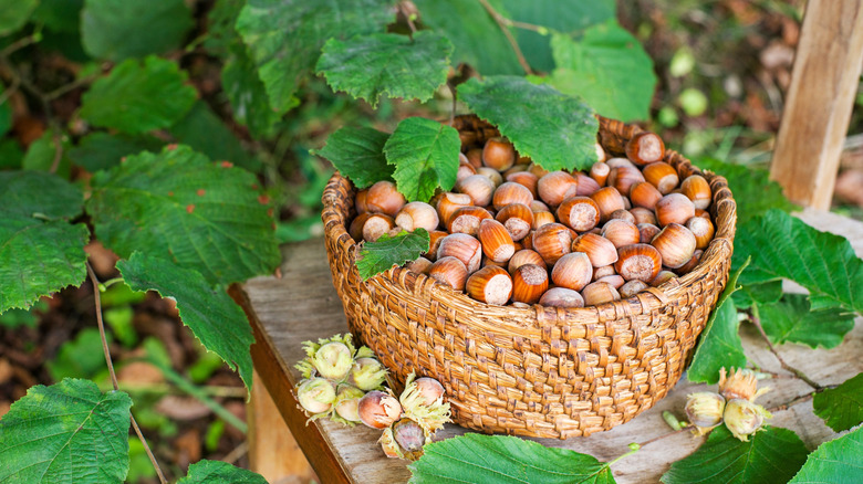 Most Of The World's Hazelnuts Come From This Country