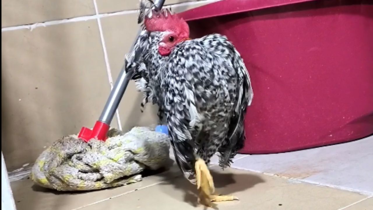 Proud rooster marches with his chest out and acts like he owns the place