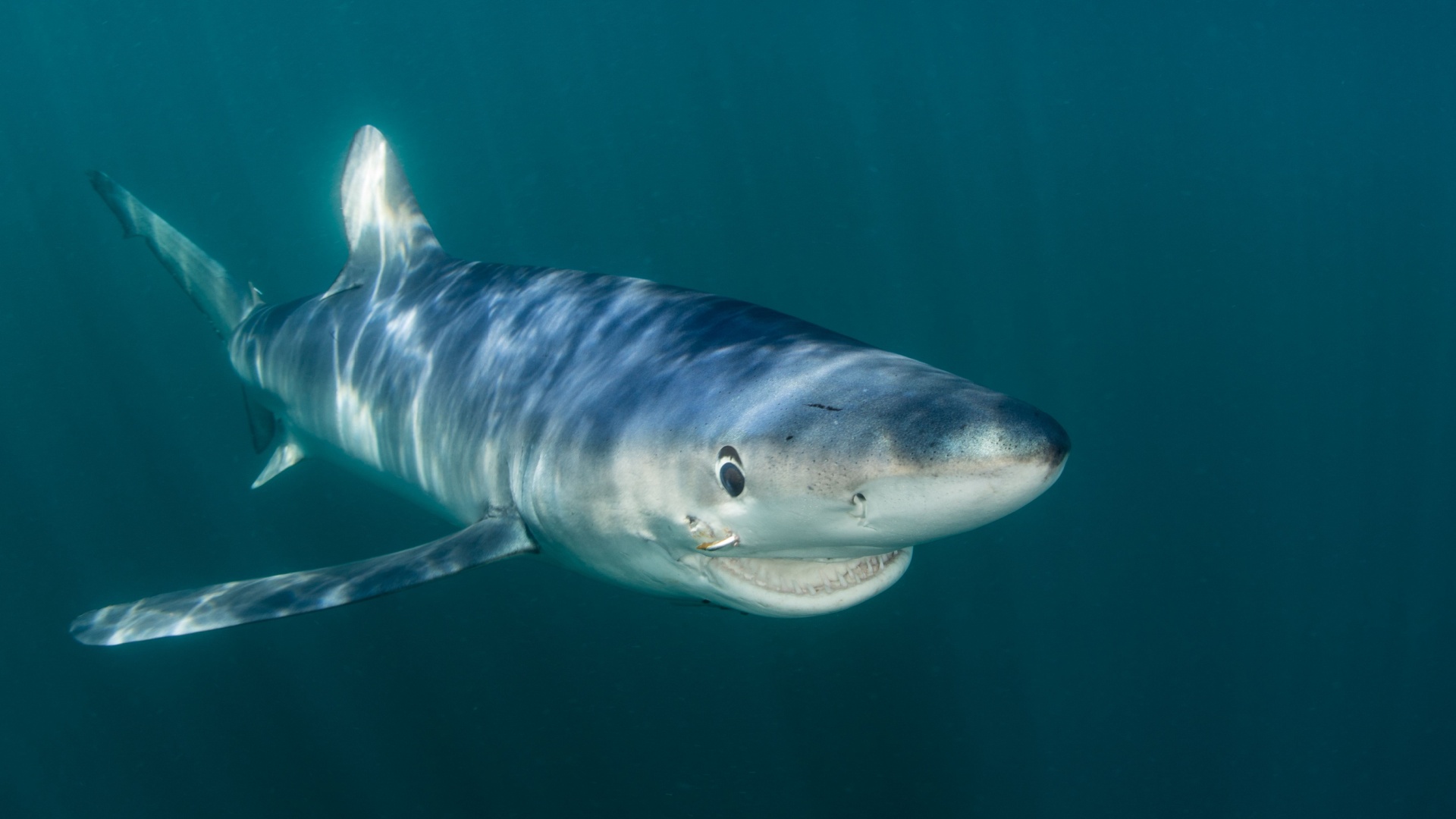 5 Shark Species Found In North American Waters, Including Canadian Coasts